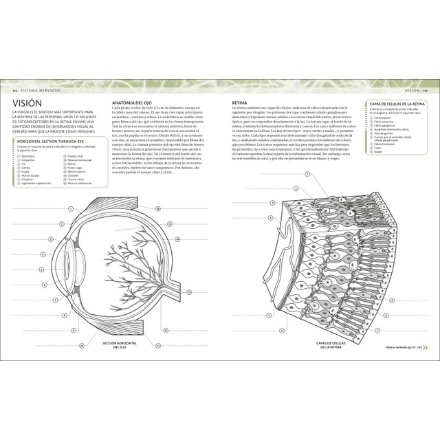 Atlas de anatomía para colorear: Guía de estudio (Tapa blanda ...