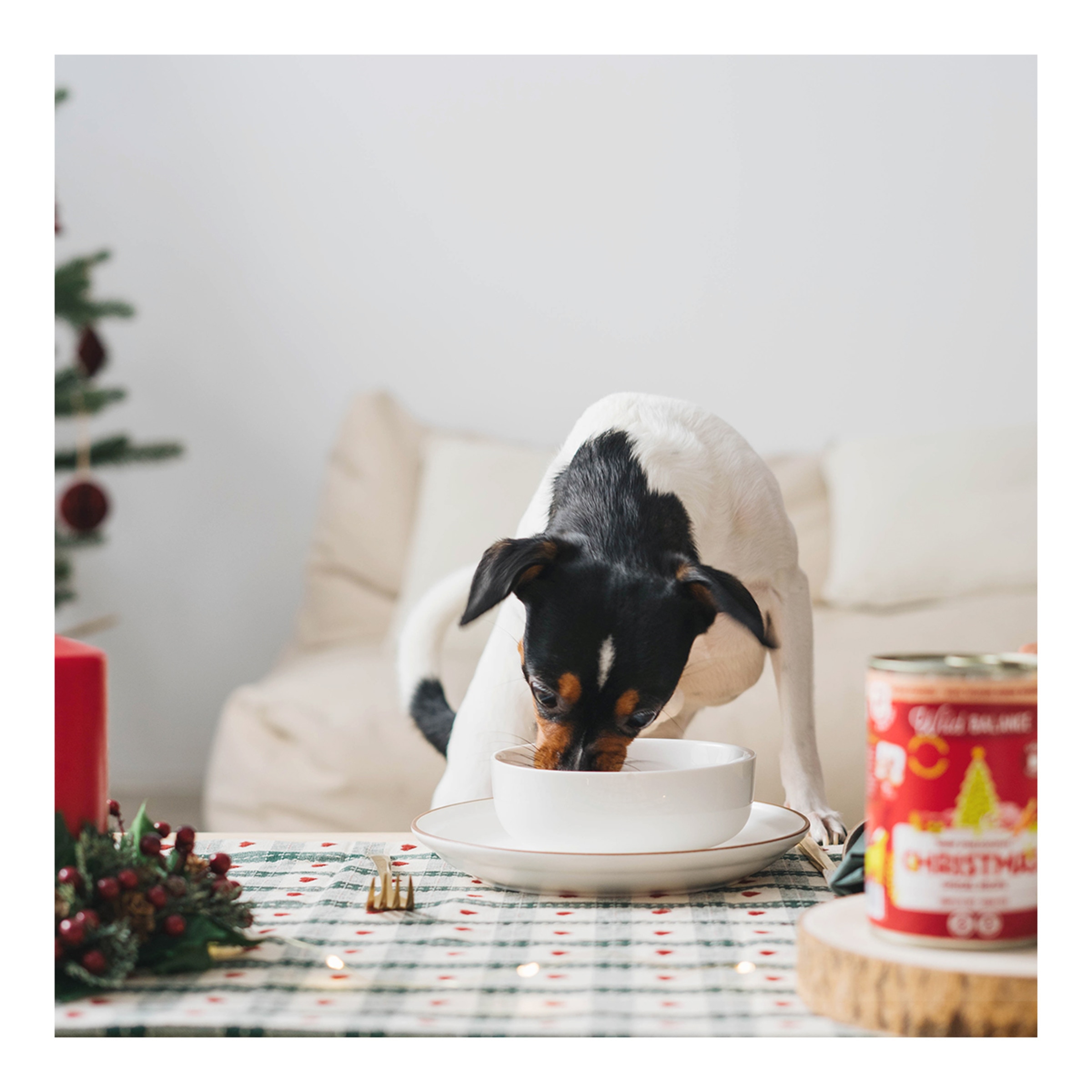 Comida húmeda para perros Wild Balance cocinado al vapor ciervo y ...