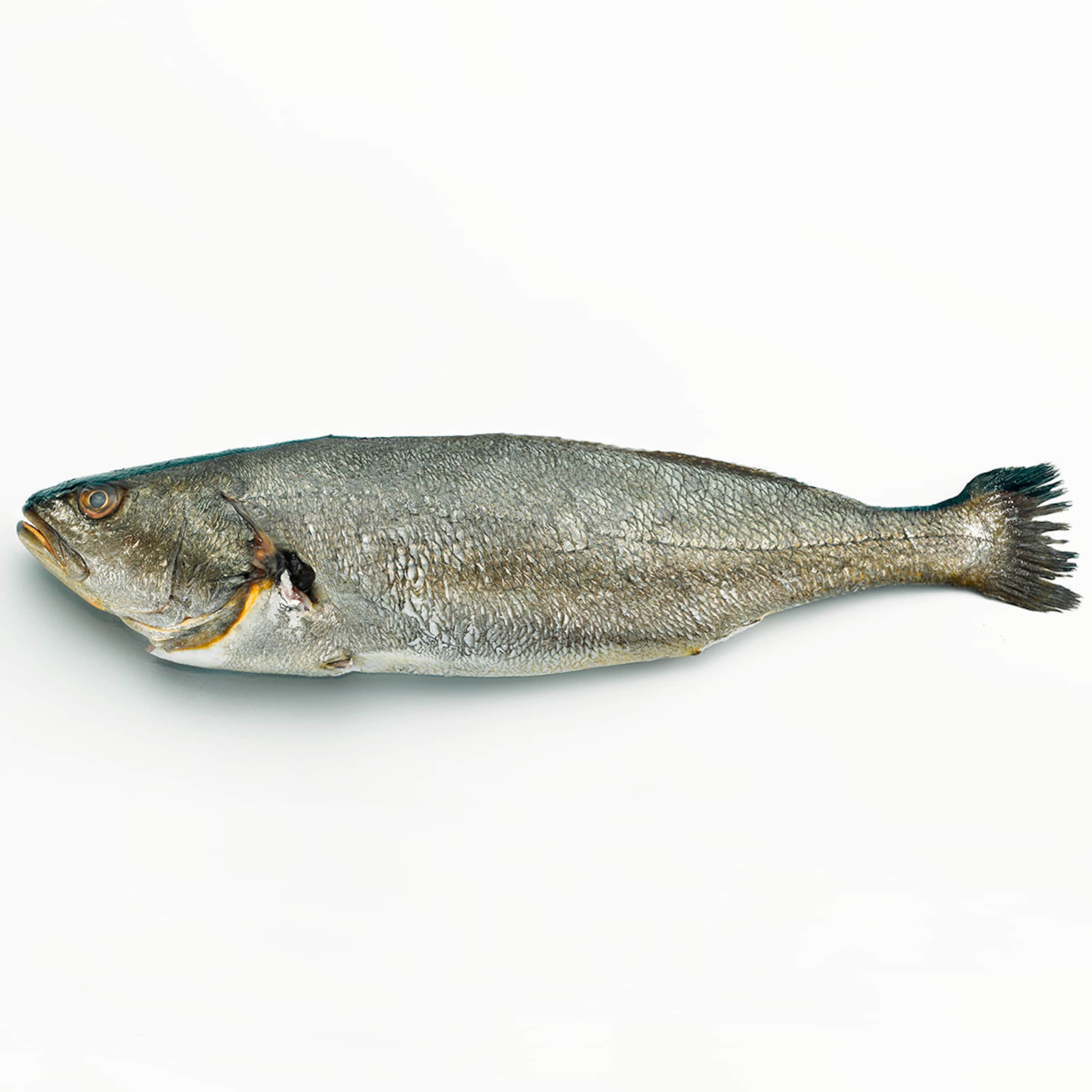 Corvina nacional peso pieza 1,5-2,5 kg · Supermercado El Corte Inglés ...