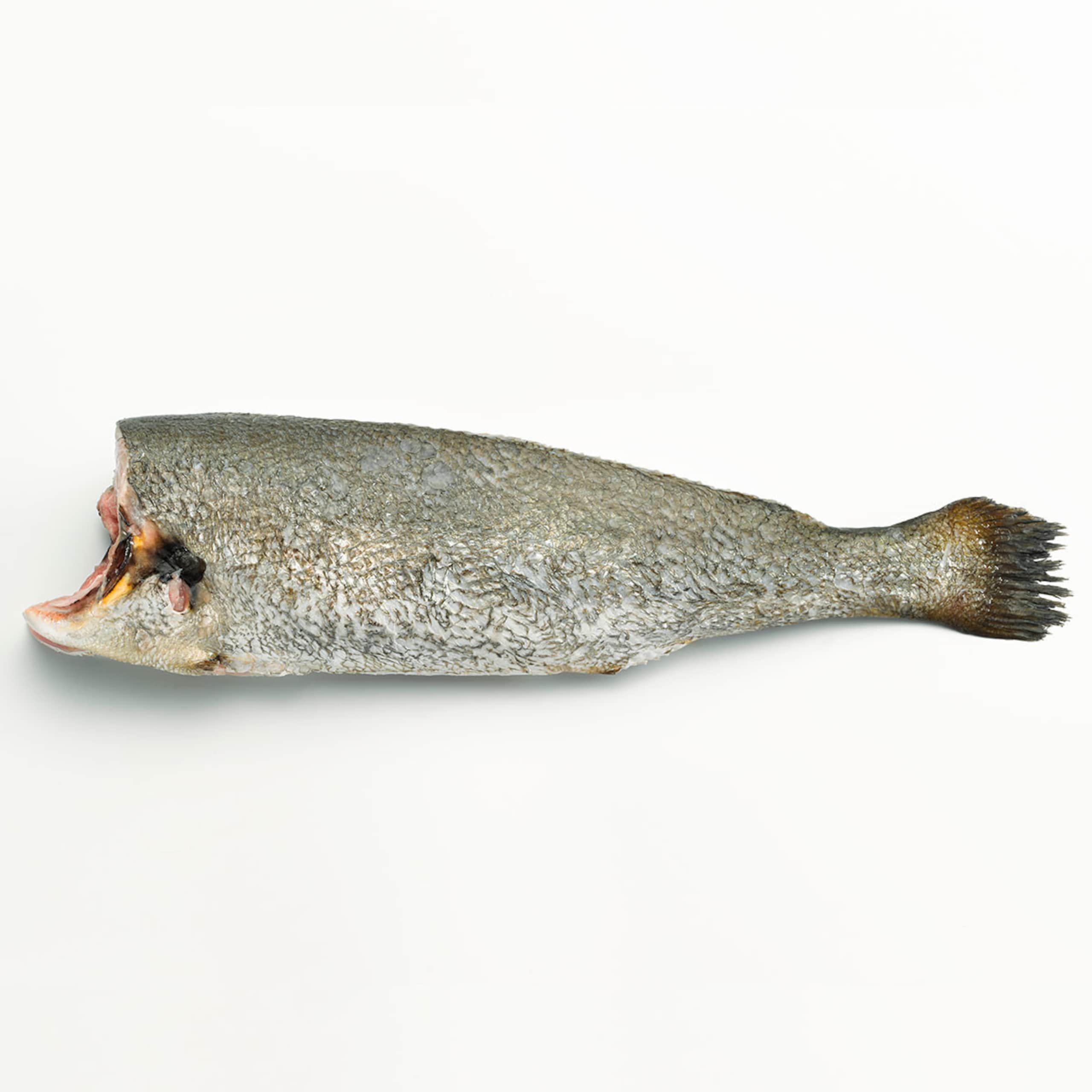 Corvina nacional ASC peso aproximado pieza 1,5-2,5 kg · Supermercado El ...